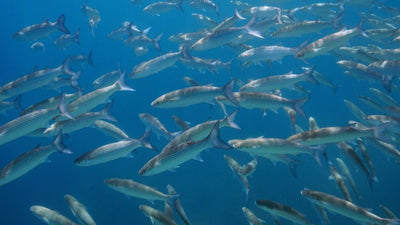 What Does a Mullet Fish Eat? Best Bait & Gear for Mullet Fishing – Rite ...