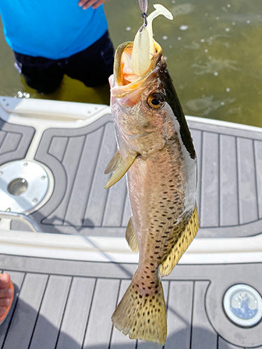 Lil' Zipper Dipper (8 pack) – Rite Angler